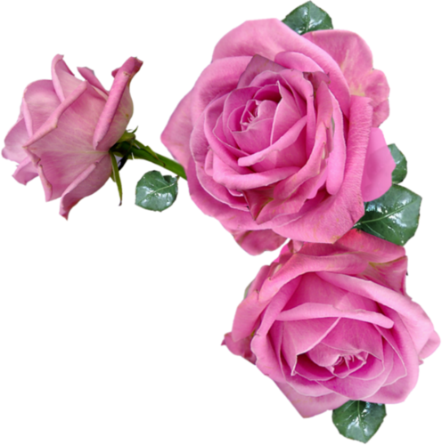 Rasulehasret: png gül resimleri