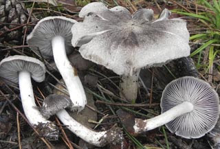 Chef in da house: Bolets