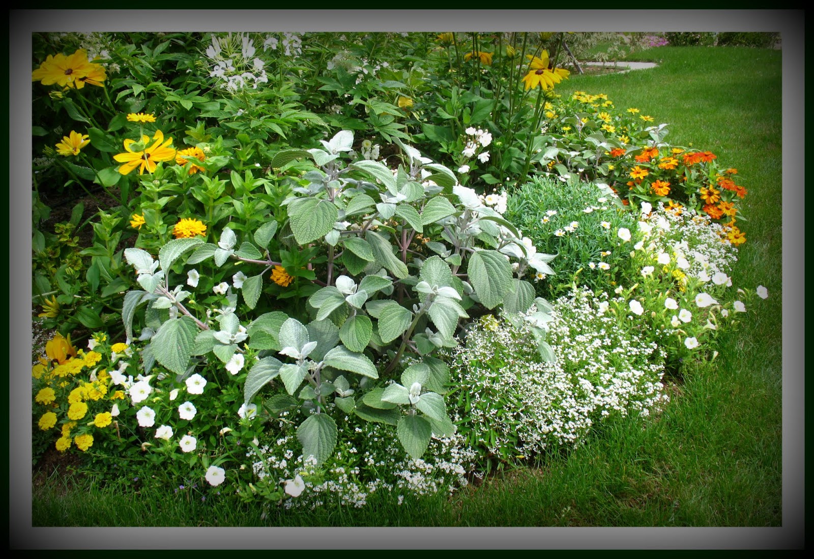 Roses du jardin Chêneland: Alysse maritime