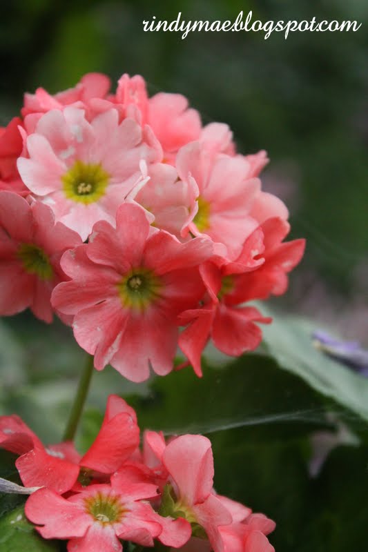 Rindy Mae: The Front Yard: 6/23/15