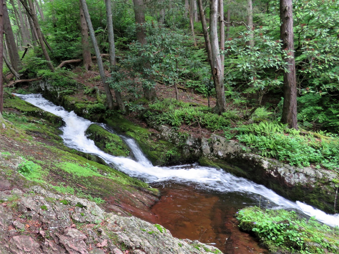 Gone Hikin': Stokes State Forest, NJ - Red Maple Trail with Tillman Ravine