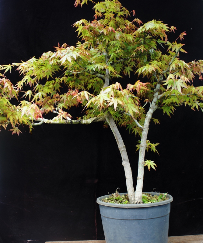 newzealandteatreebonsai: First Styling on an Air Layered Japanese Maple