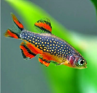 Ikan Galaxy Rasbora - Akuarium Ikan Hias