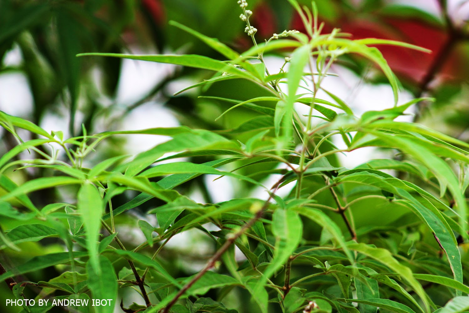 Ako si ANDREW IBOT!: Lagundi