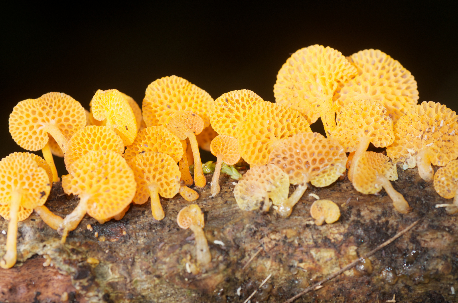 Real Monstrosities: Orange Pore Fungus