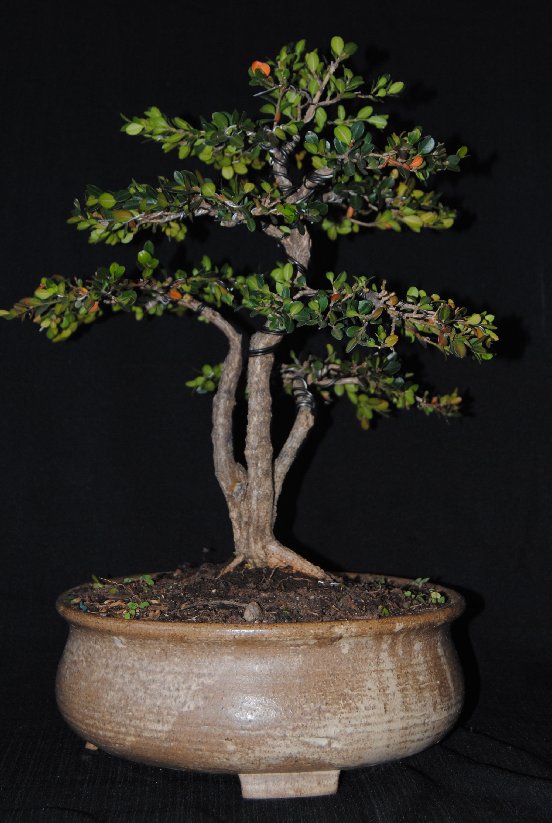 LENNARD'S BONSAI BEGINNINGS.: Buxus bonsai - slow but very rewarding.