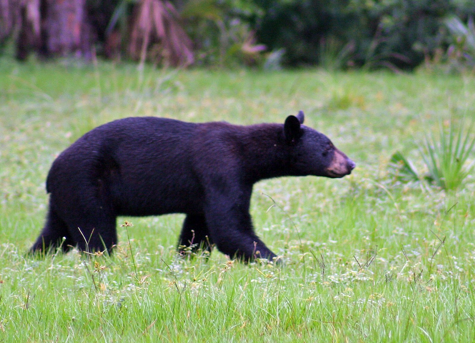 La Florida: Everglades - black bear