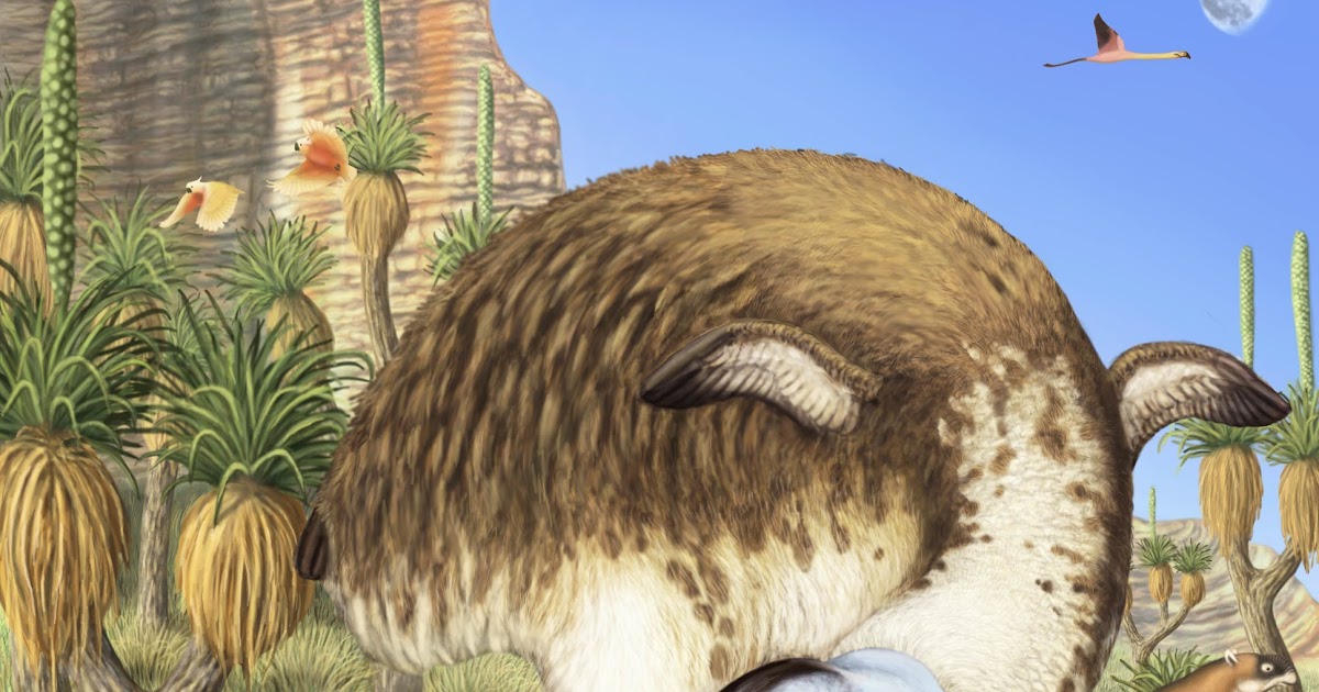 Wild and Wonderful Life on Planet Earth: Mihirungs in Miocene Australia ...