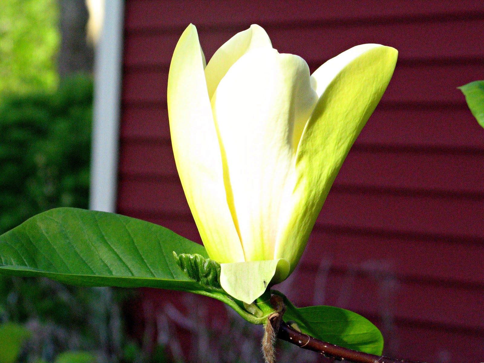 Idyll Haven: Magnolia x 'Sunspire'