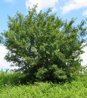 Le Douaire. Île de Vivre.: Tout savoir sur le Fusain d'Europe, bonnet d ...