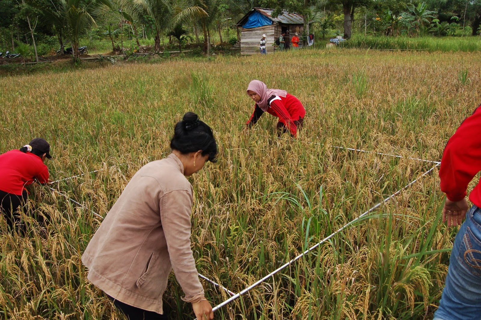 Metode Menghitung Produksi Padi ~ TLOGO TANI
