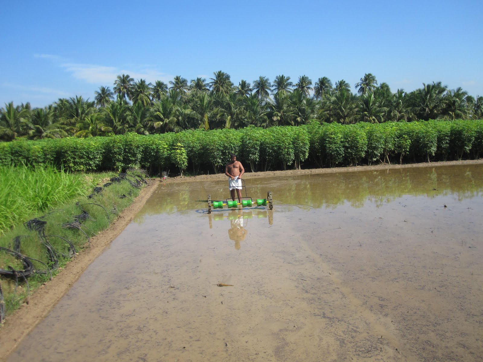 Sankarfoods Organic Farm: Organic Farm at Attur, Salem - Tamilnadu