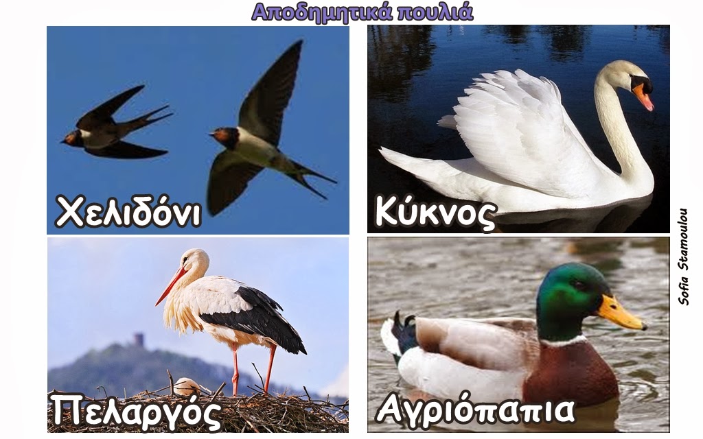 1ο ΝΗΠΙΑΓΩΓΕΙΟ ΙΣΤΙΑΙΑΣ: Αποδημητικά πουλιά-εποπτικό υλικό για το ...