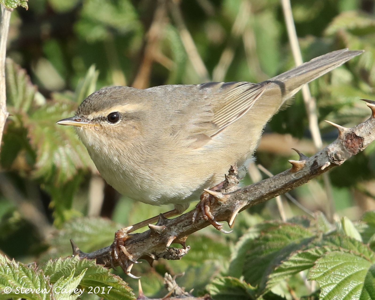 Steve Carey Bird Photography: Dusky Warbler (Phylloscopus fuscatus)