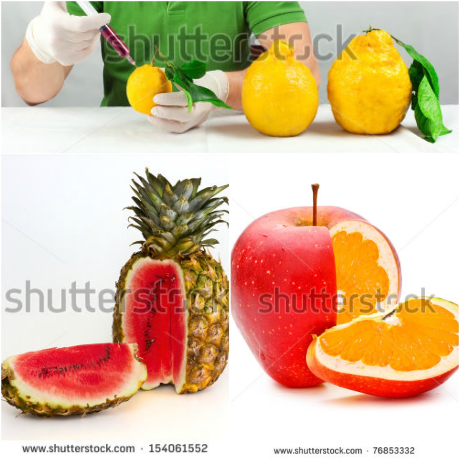 Alimentos Transgenicos