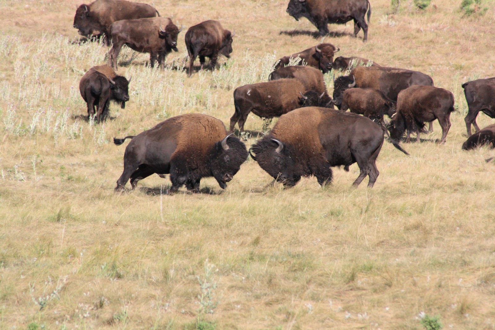 Nomadic Newfies: Custer State Park Bison Bonanza, 2009