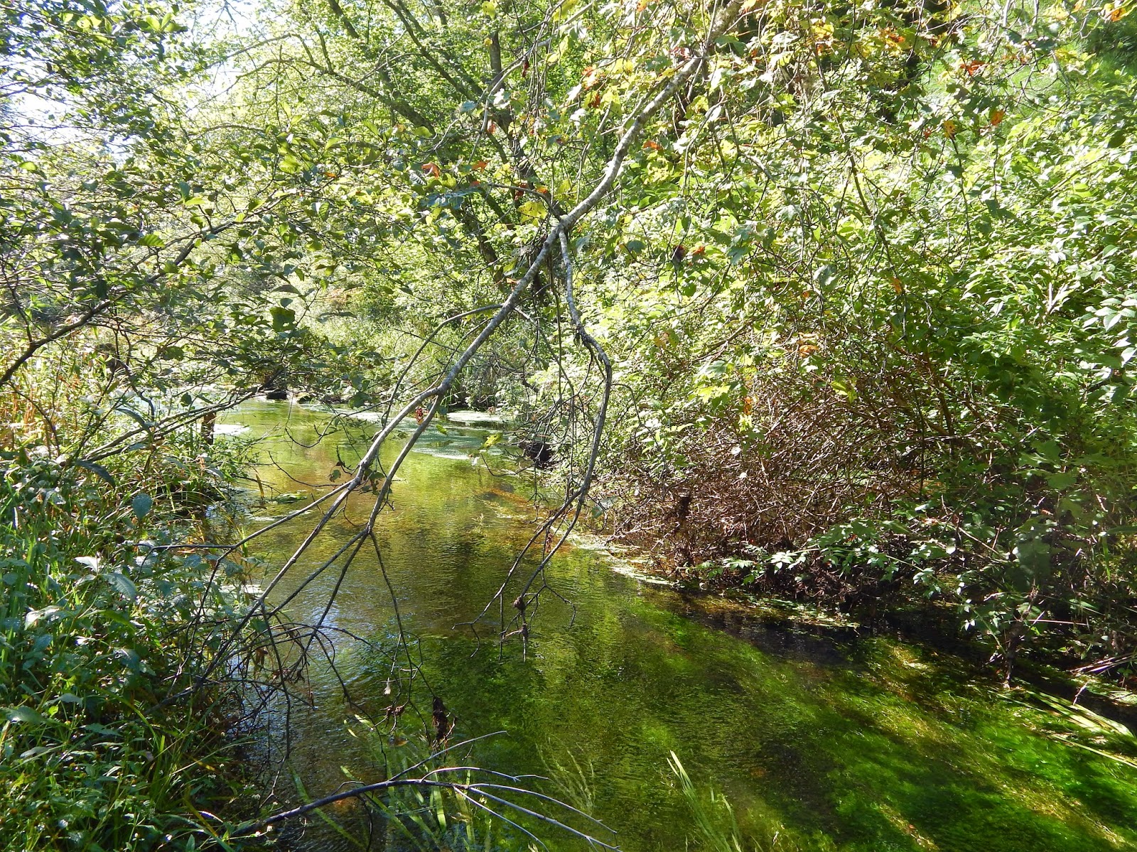 Small Stream Reflections: A Beautiful Streamer