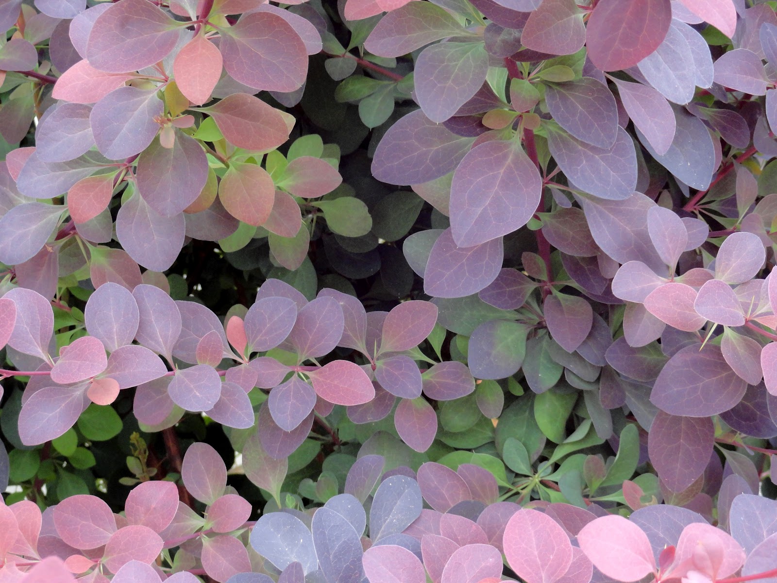 danger garden: Where the Melianthus blooms…