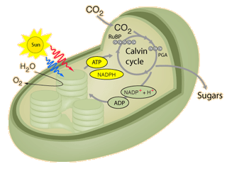 #103 The light-independent reactions (Calvin cycle) | Biology Notes for ...