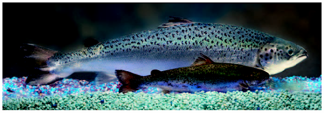 CUENTO: EL PEZ TRANSGÉNICO QUE CONOCIÓ A LOS JÍBAROS (PARTE II) | Selva ...