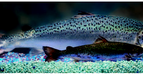 CUENTO: EL PEZ TRANSGÉNICO QUE CONOCIÓ A LOS JÍBAROS (PARTE II) | Selva ...