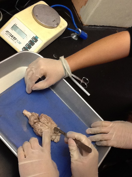 ANATOMY Sheep Brain Dissection anatomy-sheep-brain-dissection