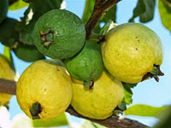 Animales y Plantas de Perú: Guayaba - Psidium guajava