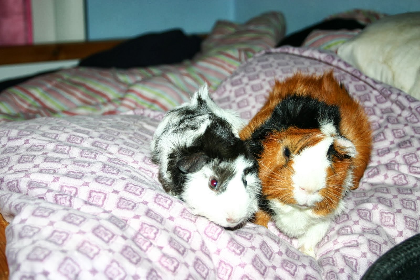 Undercover Guinea Pigs: Introducing Bugzy and Links