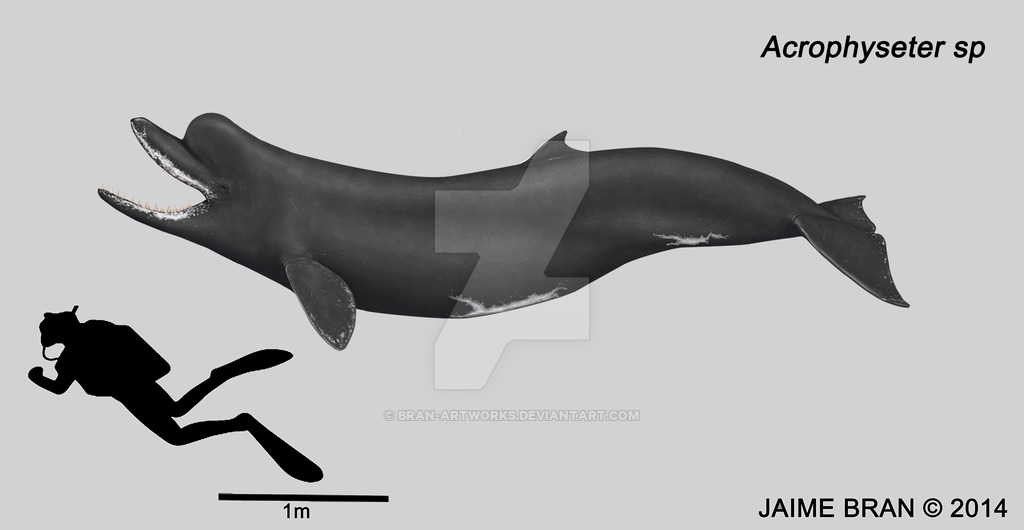 Escenarios prehistóricos: Acrophyseter