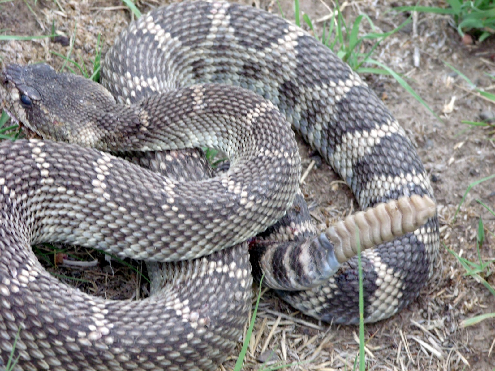 The Back Porch View: Old Homesteads and Rattlesnake Hunters
