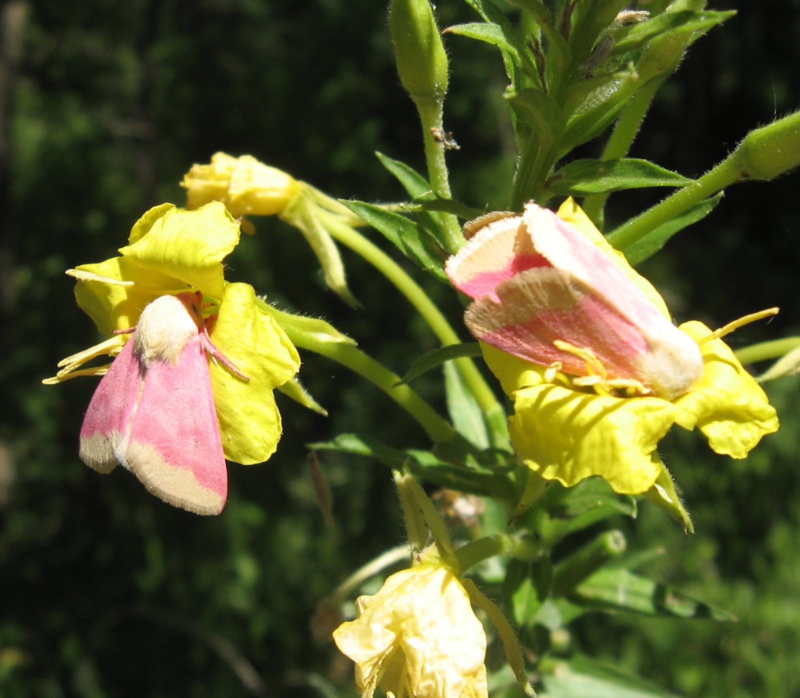 Tangled Web: An Eclipse of Moths