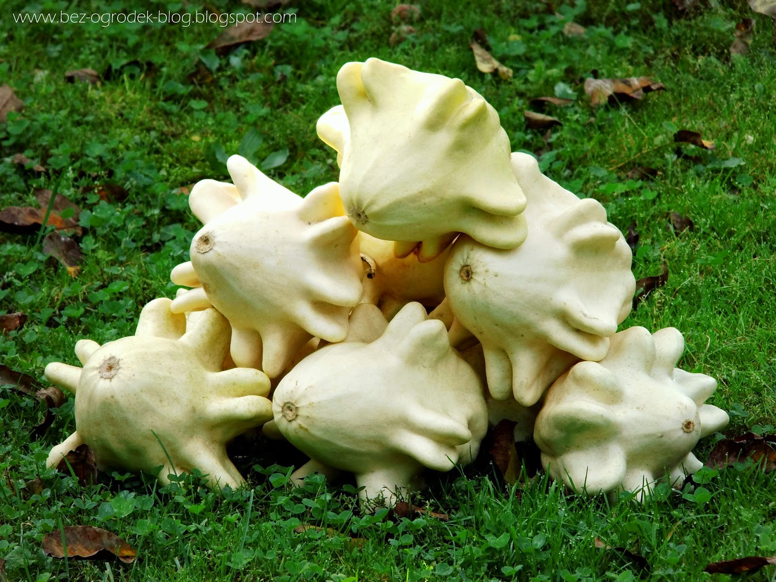 Dynie na Halloween: ‘Yugoslavian Finger Fruit’ | BEZ OGRÓDEK | blog ...