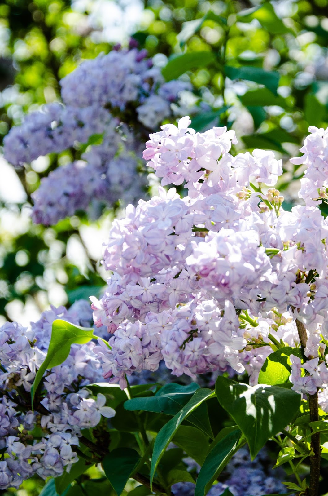 The Many Shades of Lilac | The Devine Life