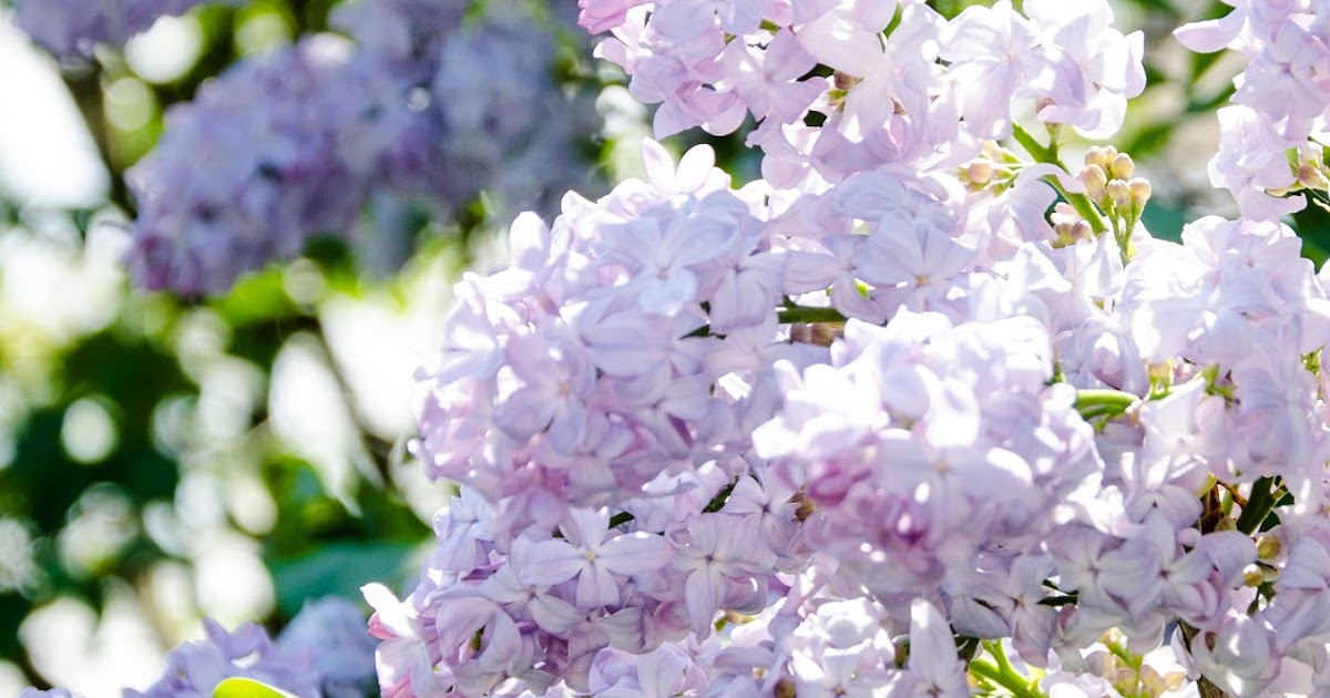 The Many Shades of Lilac | The Devine Life