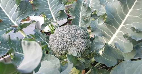 Seminte si plante de gradina hobby: Broccoli
