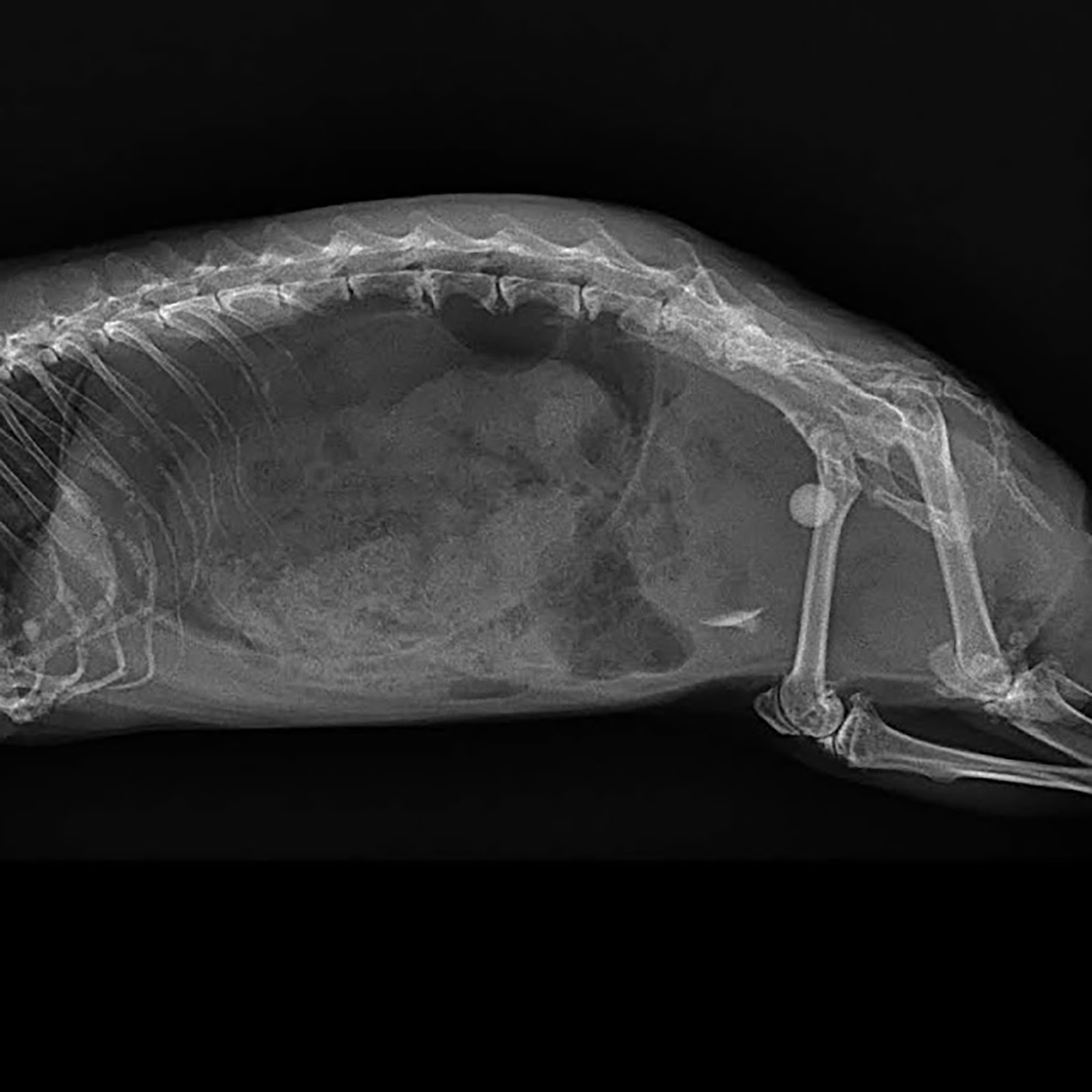 Be Kind To Pets, Vet case studies, Photography tips, Travel Stories ...