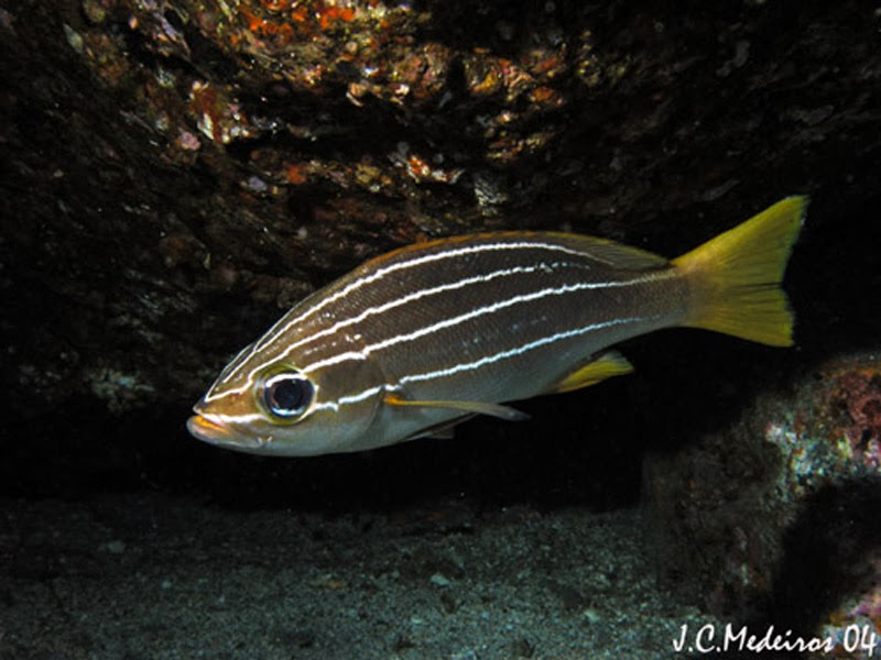 Mi Gran Canaria: BURRERO, PLAYA Y PUNTA DEL (INGENIO)
