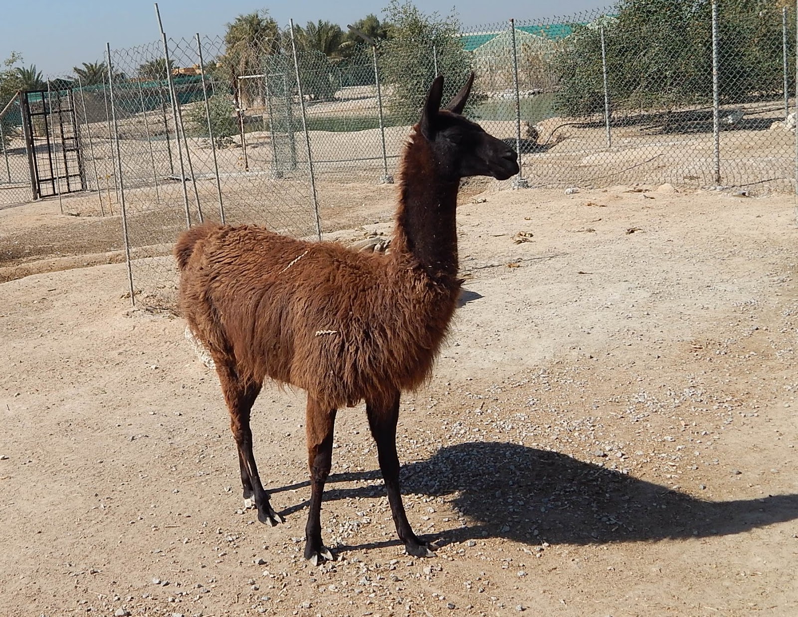 Kuweight 64: VISIT TO BLUE LAKE FARM - ALBOHAYRA ALZARQA