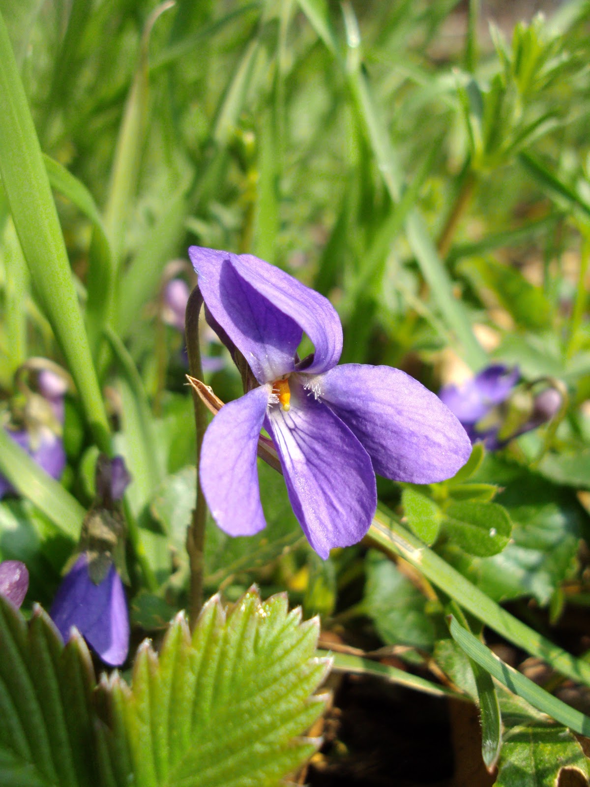 Unis Vers Nature: La belle et chaleureuse violette