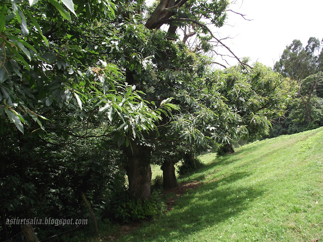 Asturtsalia: Caminando por el monte de La Trecha
