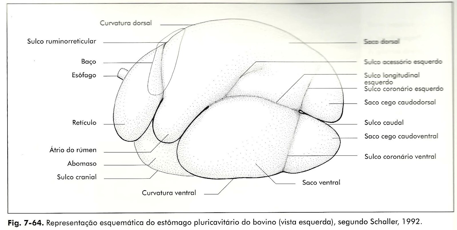 Dr. Rosivaldo Vet: ESTÔMAGO PLURICAVITÁRIO DOS RUMINANTES