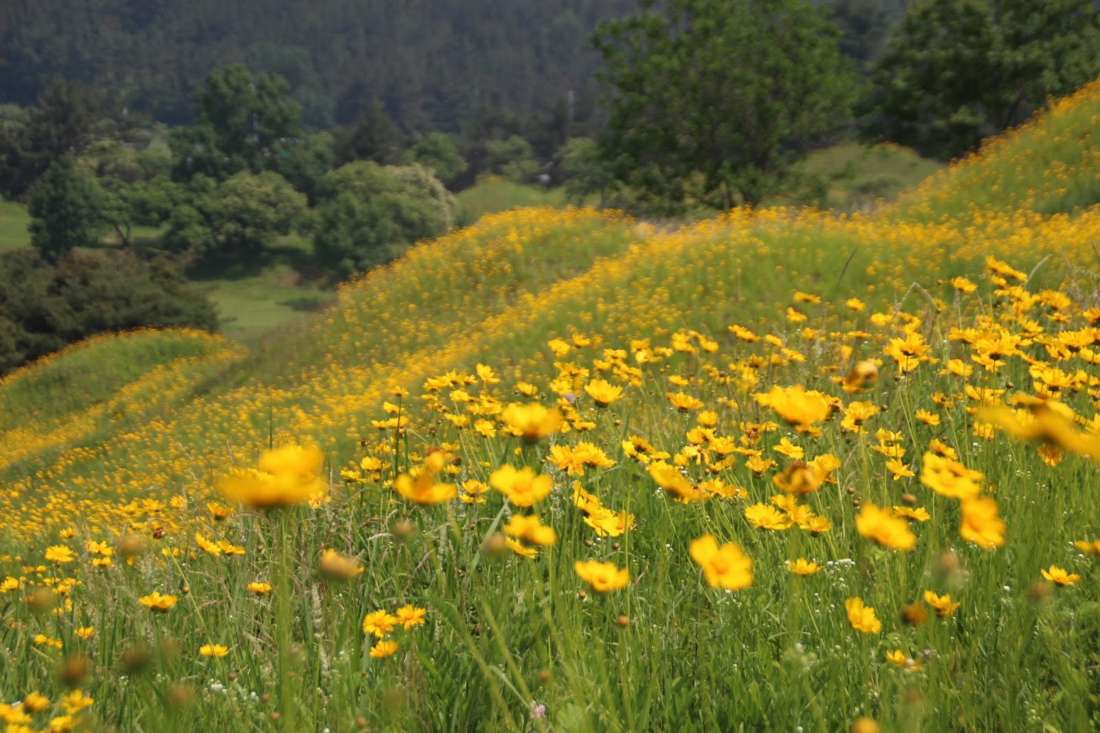Spring In Korea - Yellow Coreopsis Flowers In Bullo-dong Ancient Tomb ...