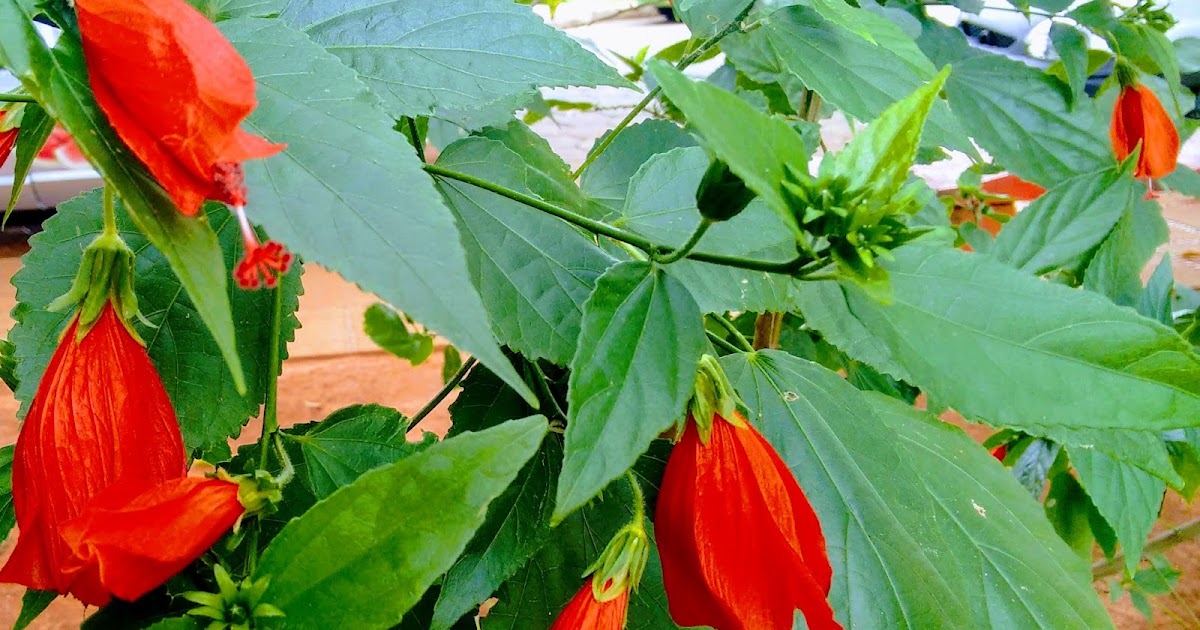 BRO (Blog do Rubens Oficial): PANC do dia: Hibisco-colibri