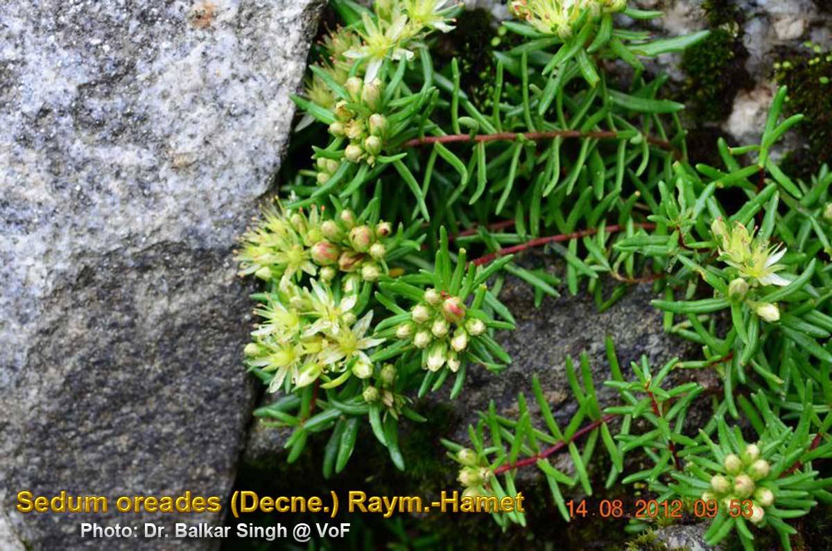 Medicinal Plants: Sedum oreades, Mountain Sedum