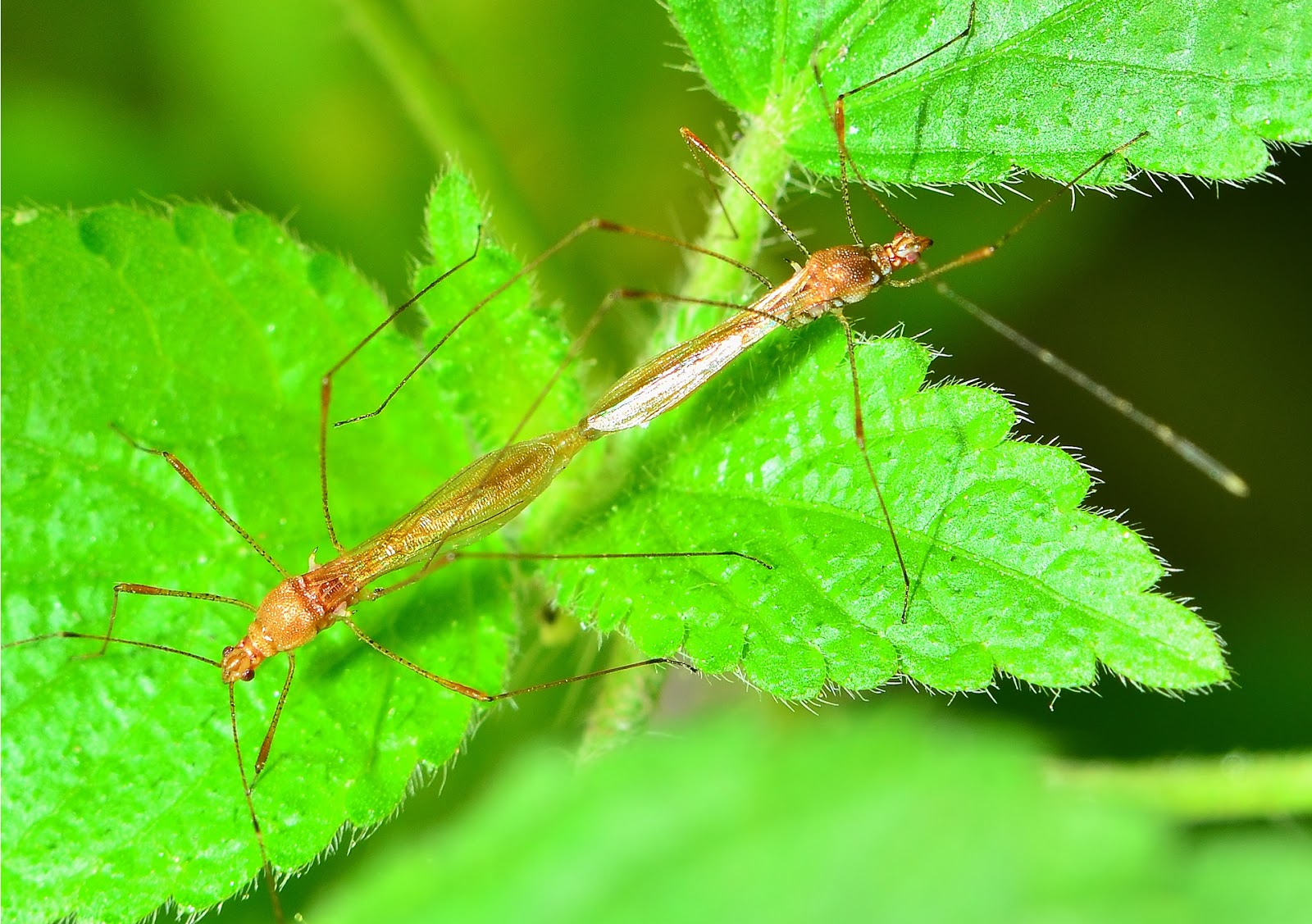 Macrofotografia de insetos-Lente 105mm VR/AF-Insetos. - K2_Natureza