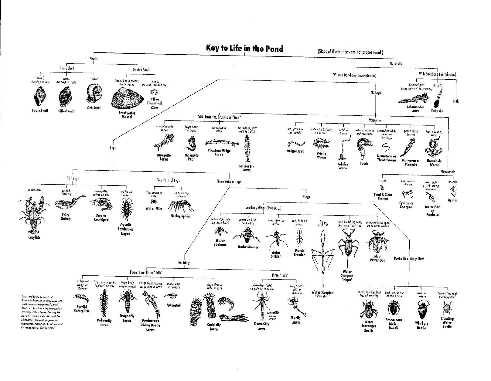 Isabella Conservation District Environmental Education Program: Aquatic ...