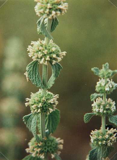 The Herb Hound: HOREHOUND