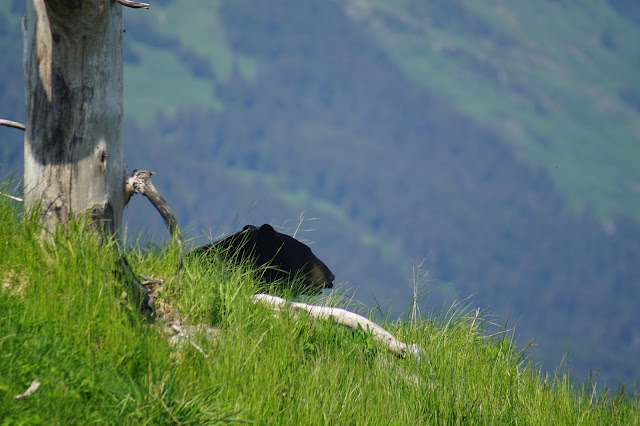 Lost But Loving It...In Alaska!: The End of an Em-bear-assing amount of ...