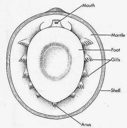 Evolution Insights: EVOLUTION OF MOLLUSKS