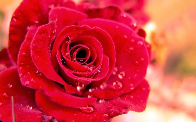 Red Rose Flower Garden Wallpaper|http://refreshrose.blogspot.com/